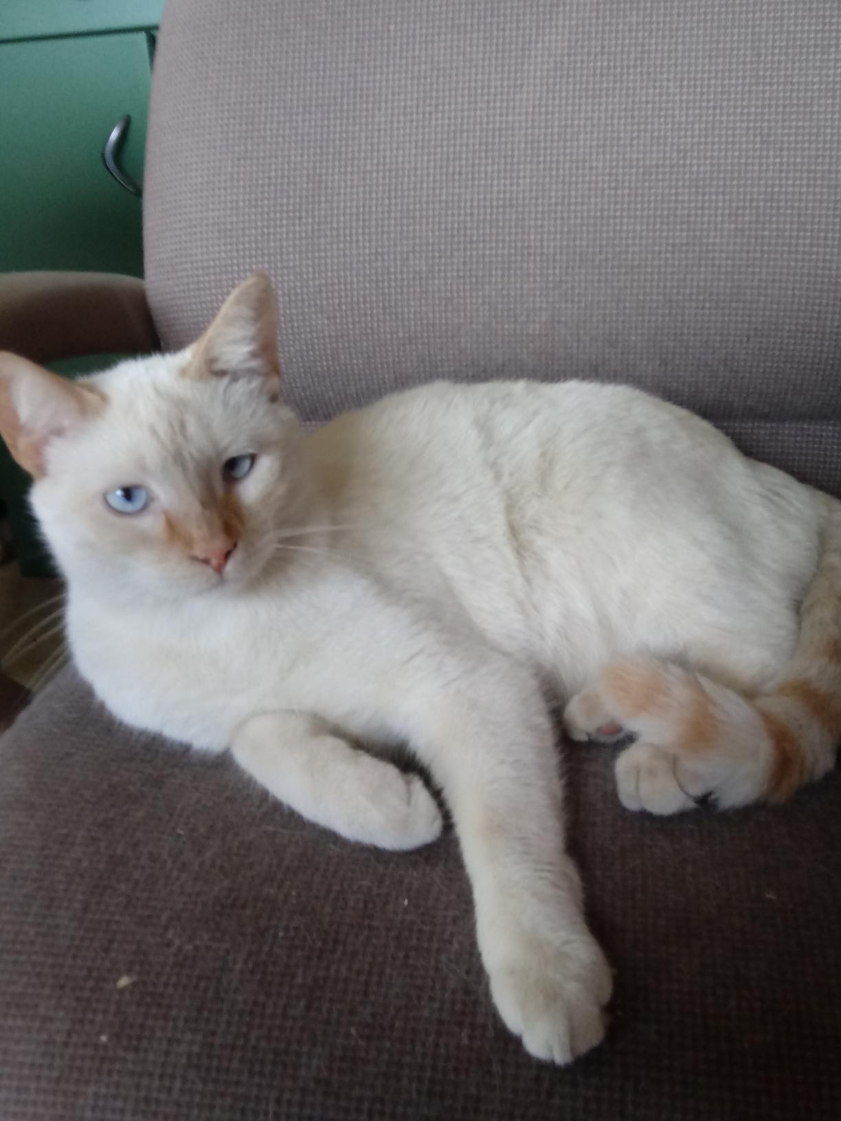 Cat Tails: Dumbo | Inspirational Author