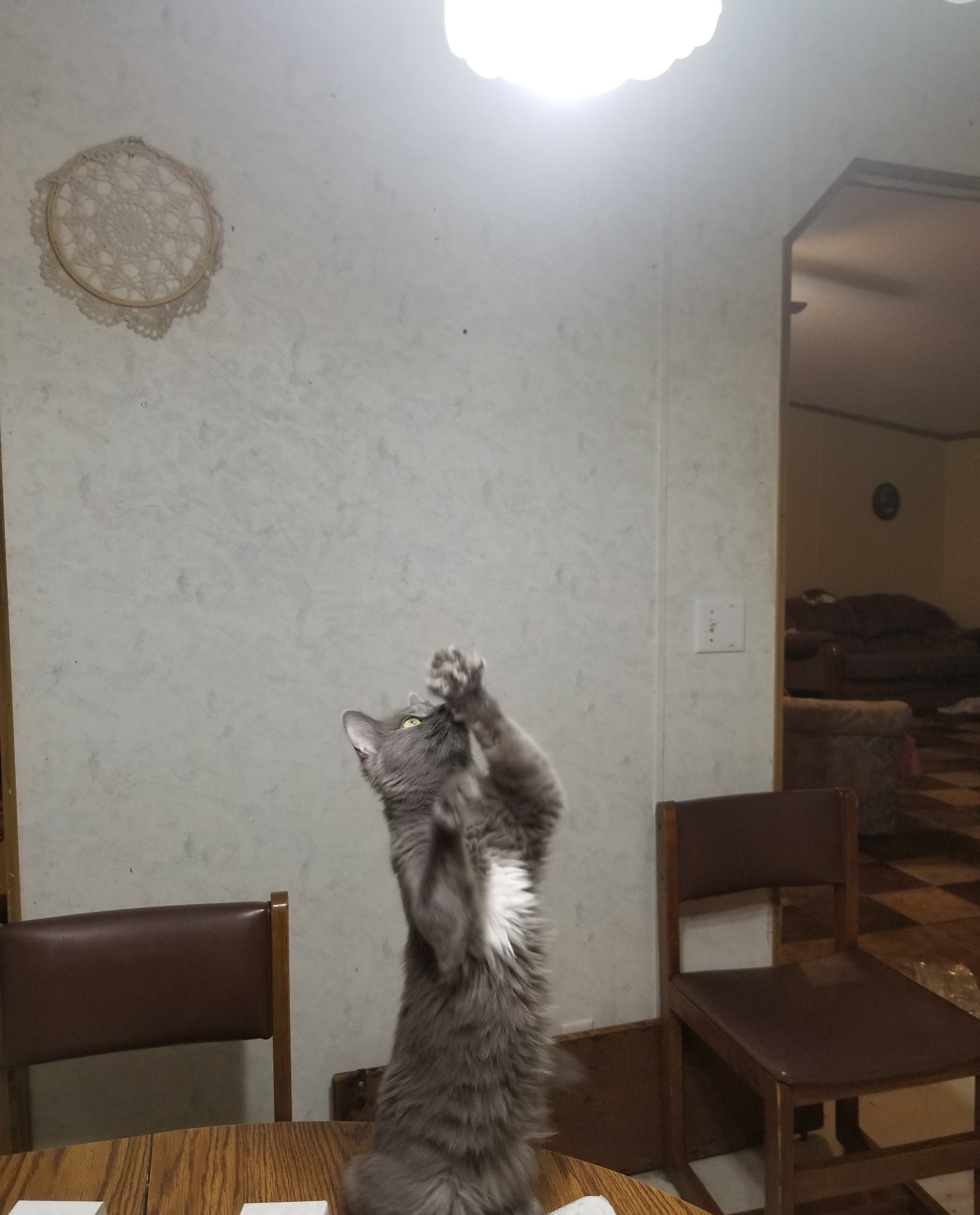 Reaching for Light: Lessons from My Cat Ash | Inspirational Author